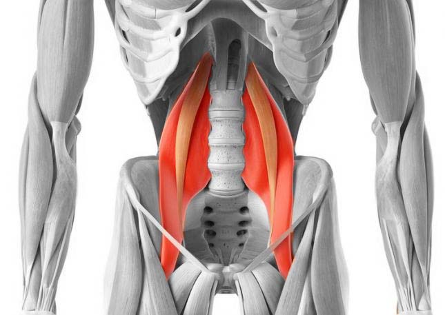 El músculo psoas | Alexiane MONREAL Quiropráctica Almería